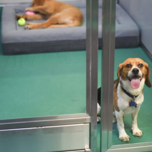 Eco-Grip Commercial Flooring | Architectural Directions